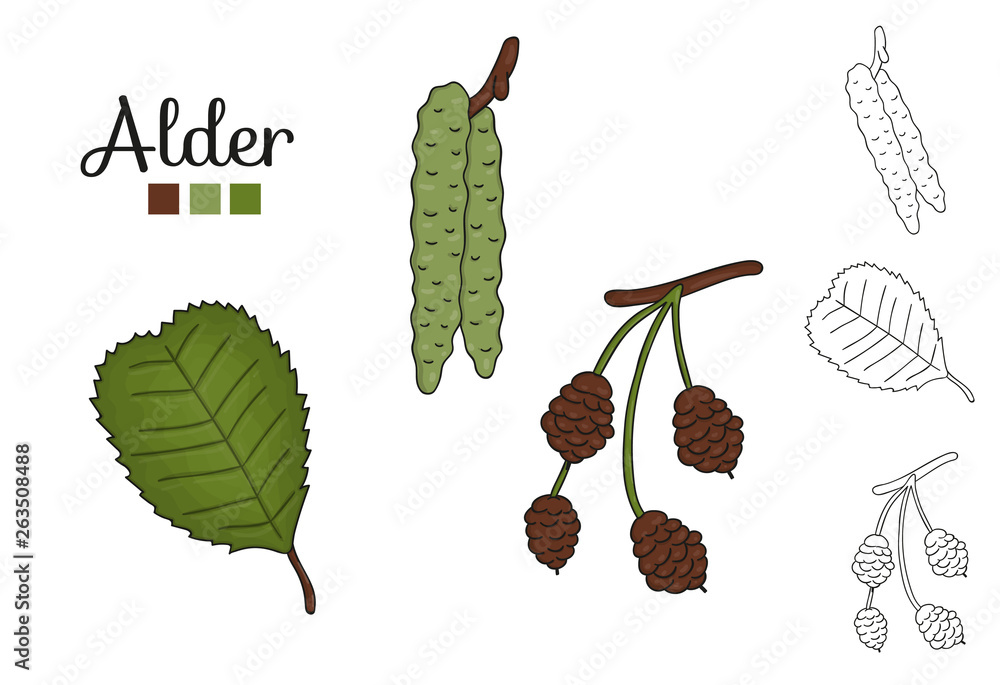Vector set of alder tree elements isolated on white background ...