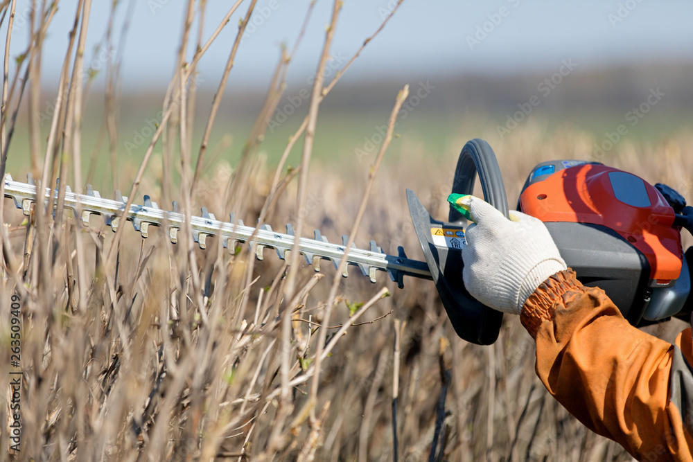 Gardener's hands Pruning Shrubs using Gas Powered Hedge Trimmer with a ...