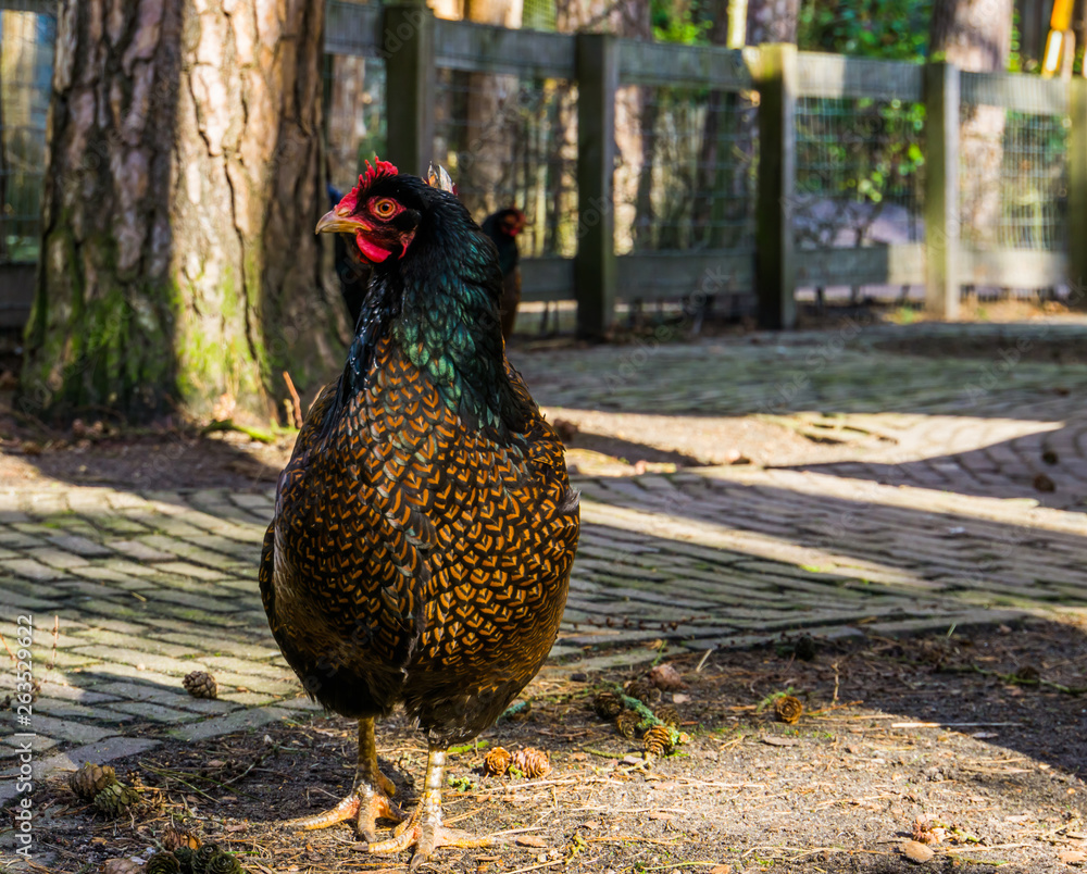 female double laced Barnevelder chicken , popular dutch hybrid breed of ...