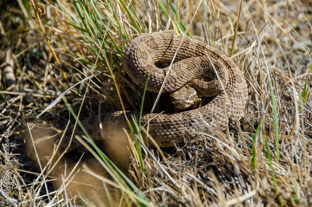 Rattlesnake coiled and ready to strike. This ground rattler has natural ...