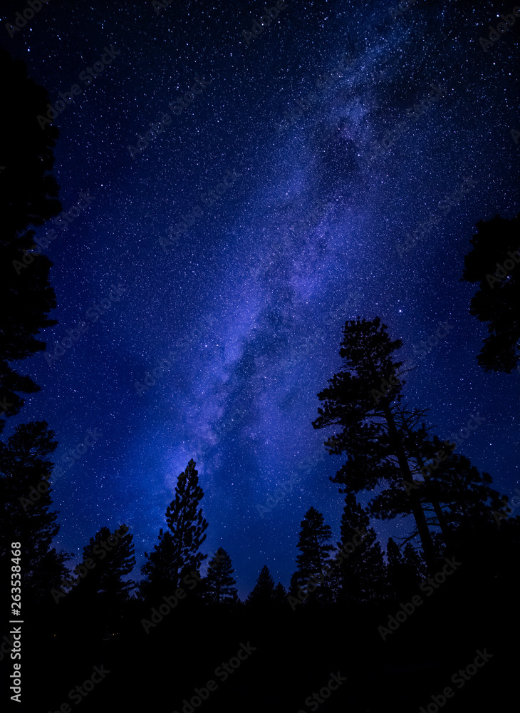 Pine Tree Forest At Night