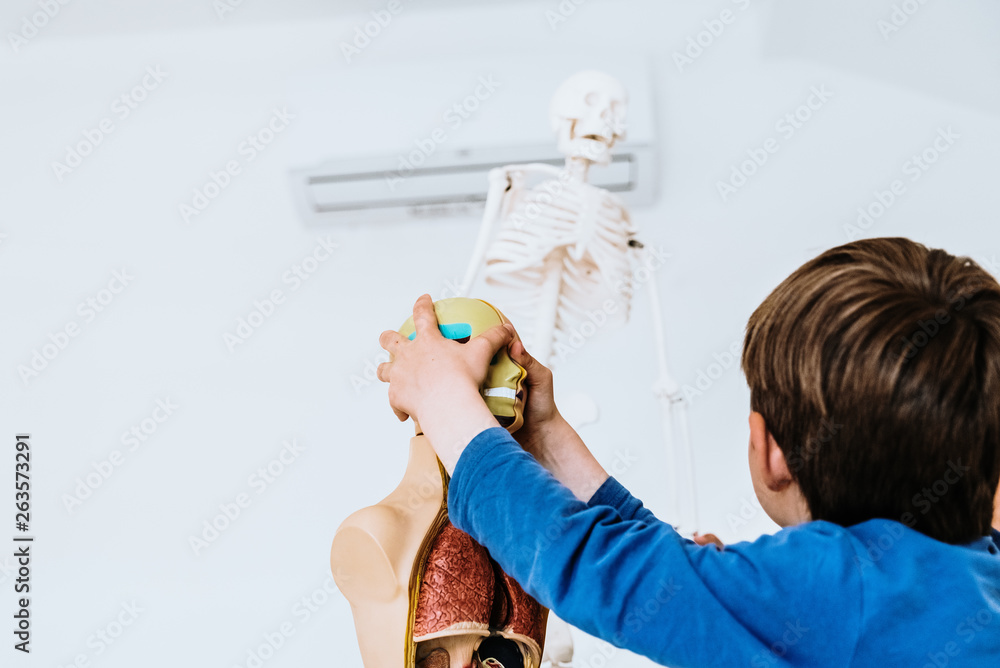 Children in a classroom using an anatomical model of the human body ...