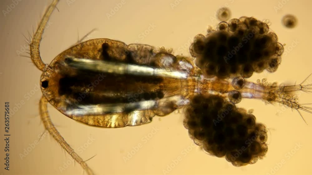 Copepoda under the microscope, the family Cyclopidae,female with eggs ...