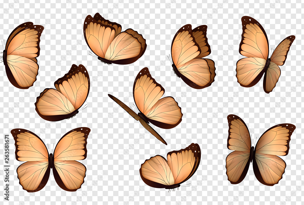 Butterfly vector. Peach colour isolated butterflies. Stock Vector ...