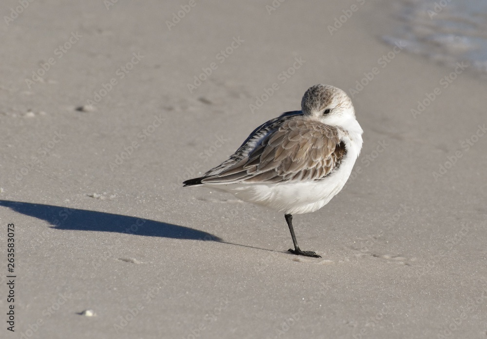 Sanderling, (a small wading bird), standing on sandy beach with head ...