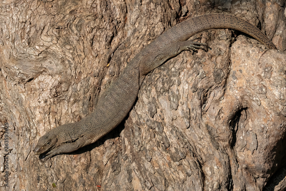 Land Monitor Lizard (Varanus bengalensis), Yala National Park, Sri ...
