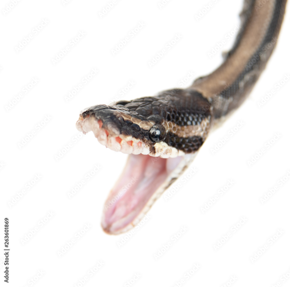 Close up royal python with open mouth. Isolated on white background ... Close up royal python with open mouth. Isolated on white background ...