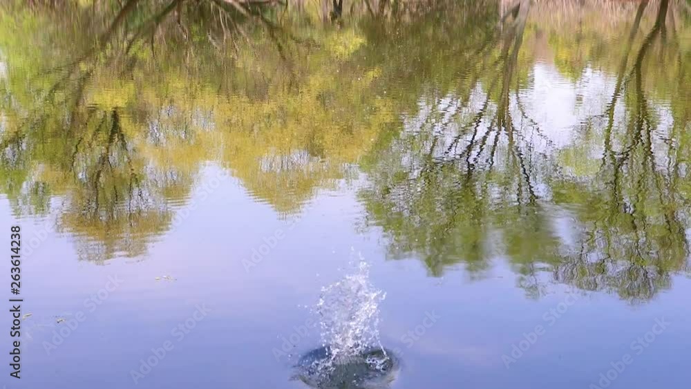 Water surface background with trees reflections. A pebble falls into ...