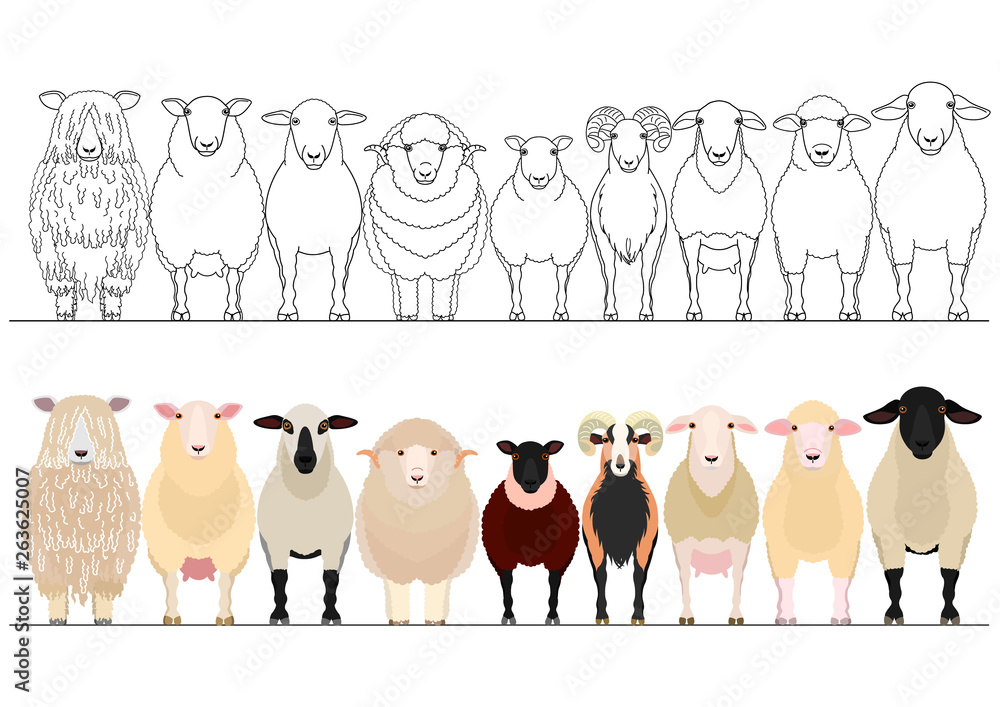 various sheep border set Stock Vector | Adobe Stock