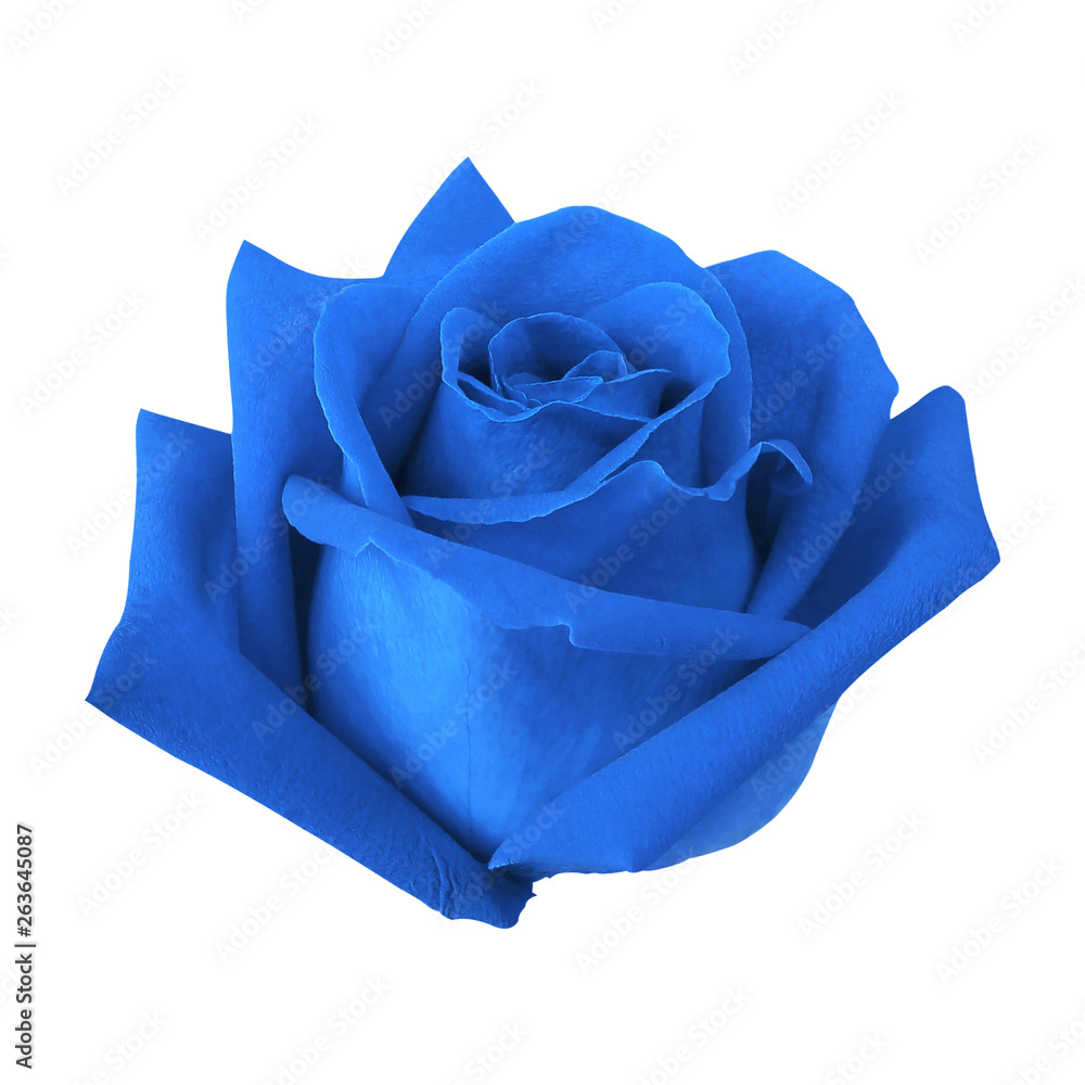 Blue rose bud isolated on white background with clipping path. Stock ...