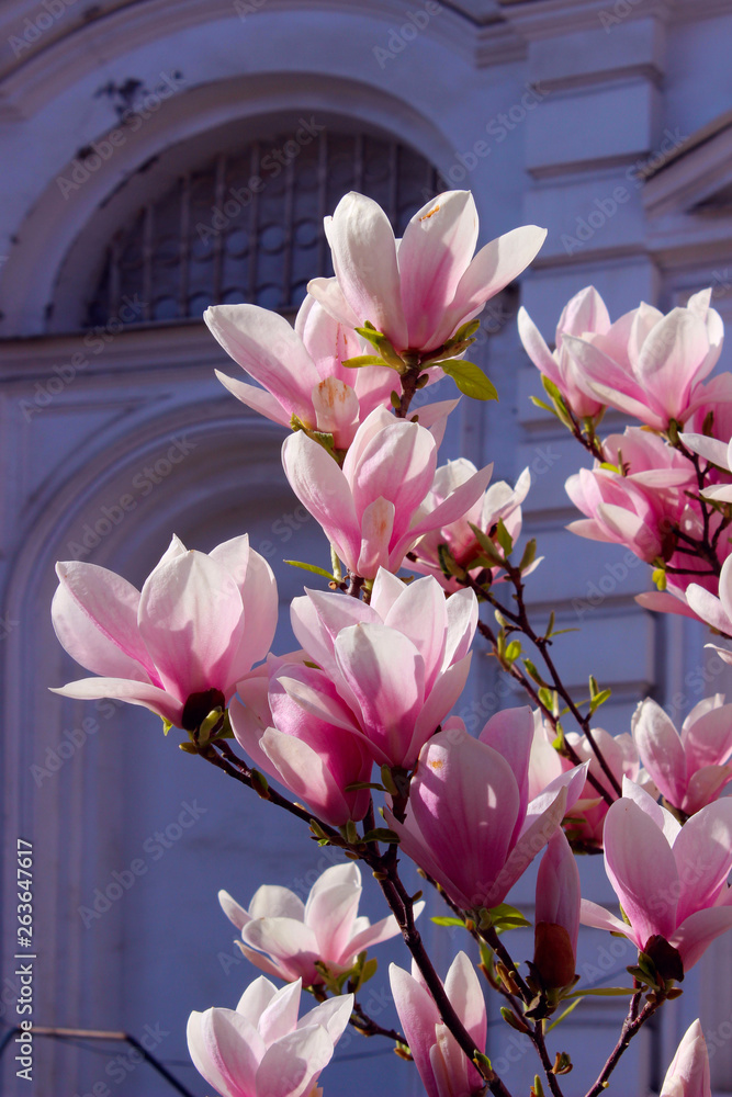 Magnolia Beautiful Archway