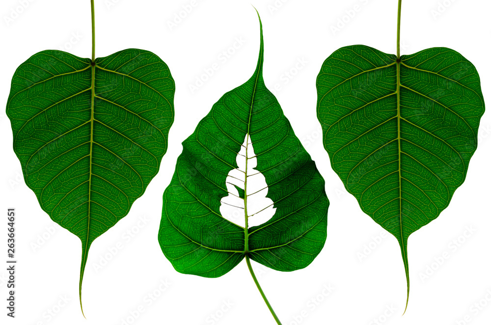 Green color Bodhi leaf which is the symbol of Buddhism cutting as ...