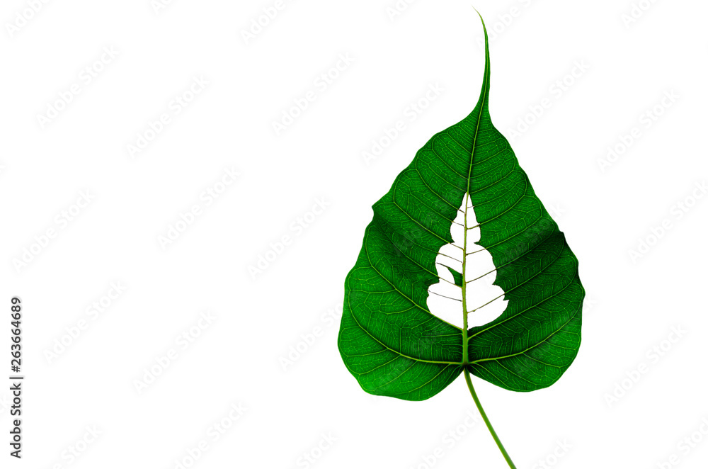 Green color Bodhi leaf which is the symbol of Buddhism cutting as ...