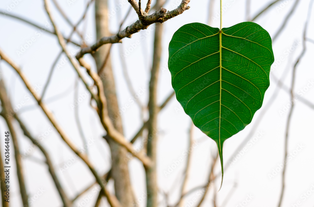 Green color Bodhi leaf which is the symbol of Buddhism hanging on the ...