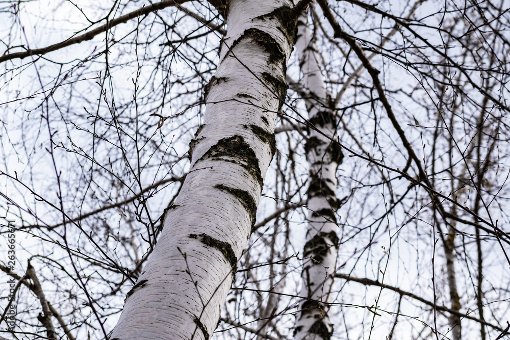 What Tree Has White Bark