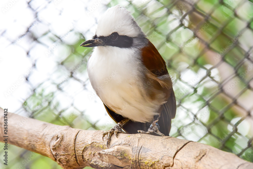 Chai nat Thailand December 26 2019 see birds at Chai NAT Bird Park is a ...
