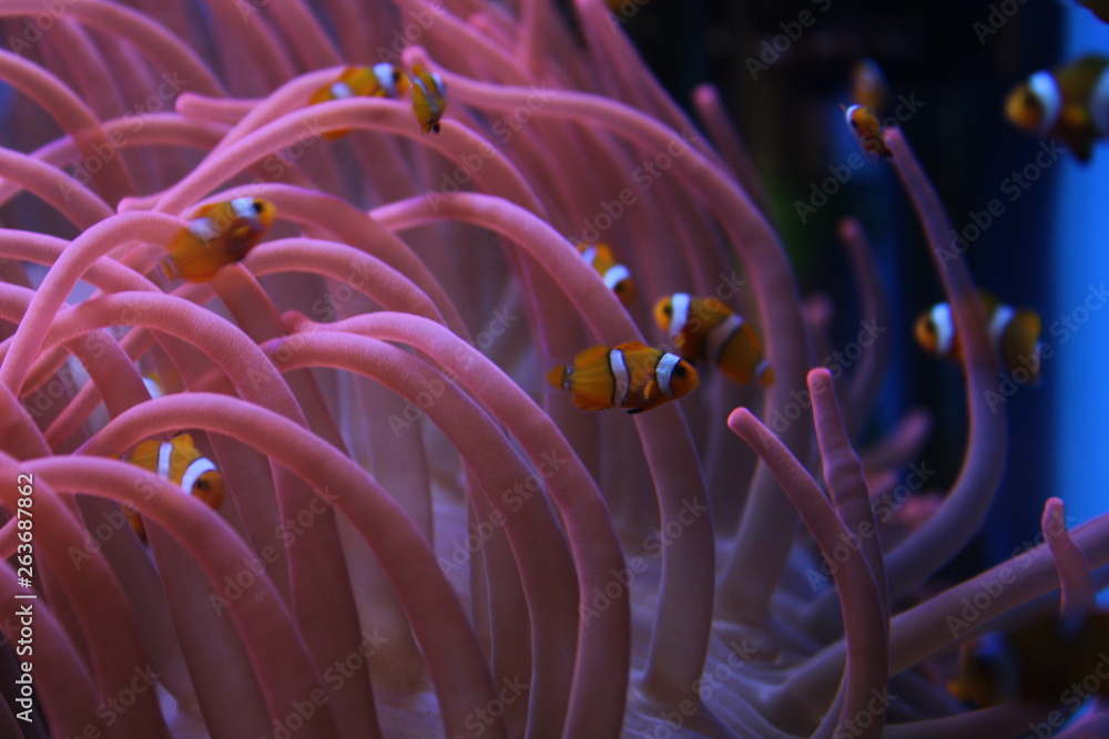 Baby Clownfish