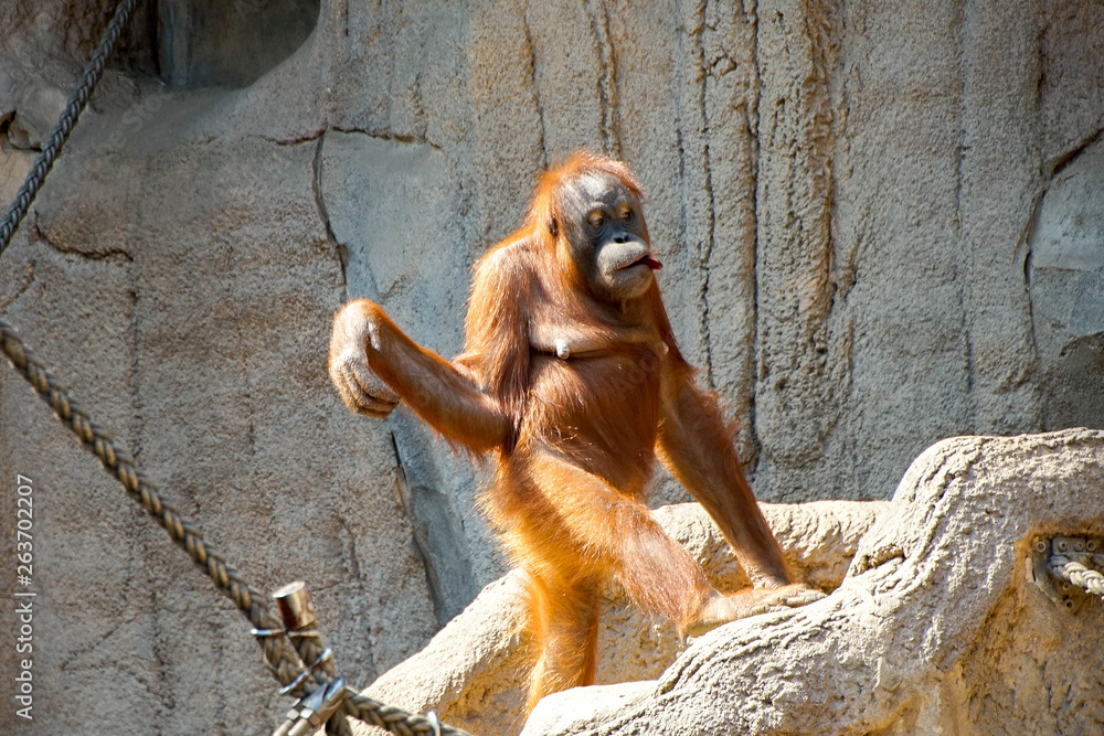 Orang-Utan, Pongo, Affe, Primate, Menschlich, Tier, gefangen ...
