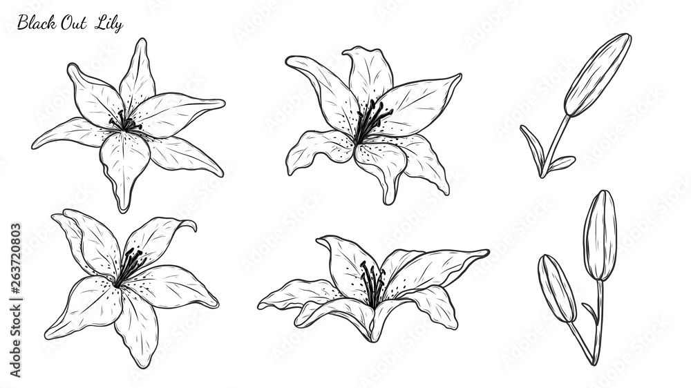 Lily Flower Drawing Tattoo
