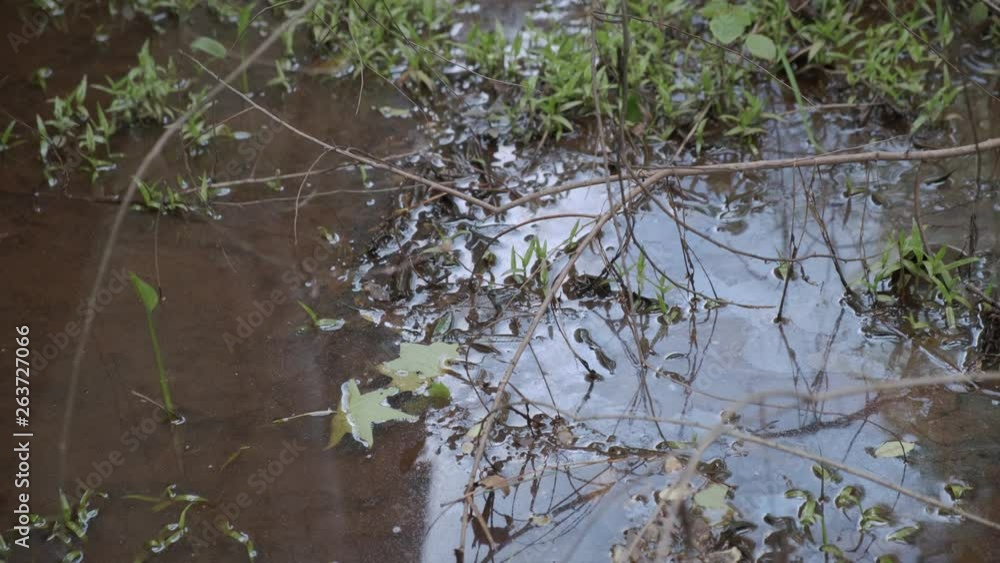 Oily sheen of water pollution on a slow moving stream or wetland in ...
