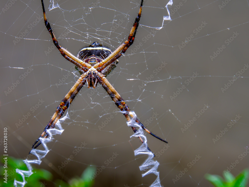Macro photography of a silver argiope spider hanging from its web near ...