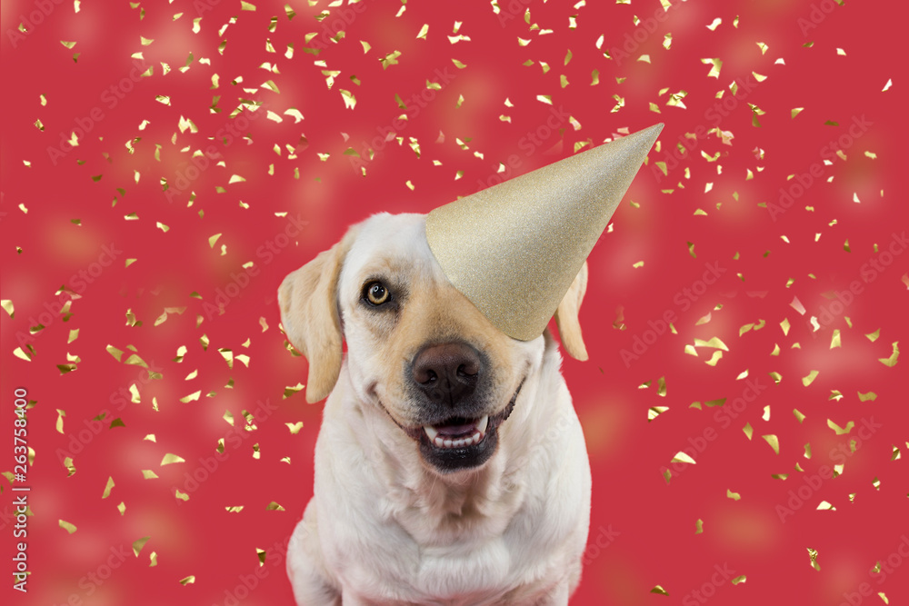 FUNNY DOG CELEBRATING A BIRTHDAY OR NEW YEAR PARTY. WEARING A GLITTER ...