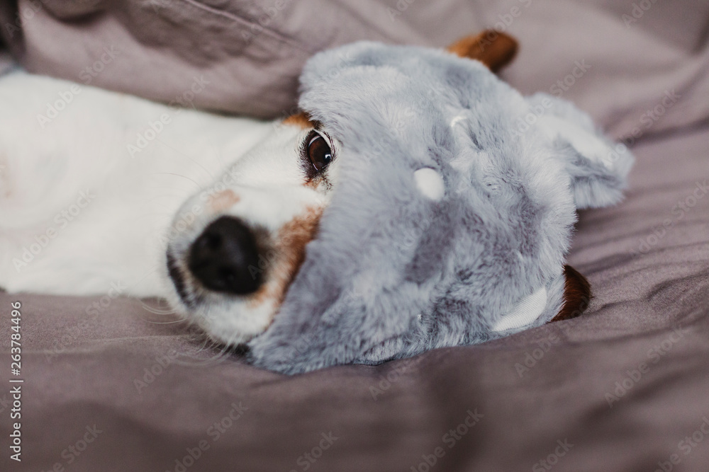 cute small dog lying on bed and wearing a rabbit sleeping mask. Pets ...
