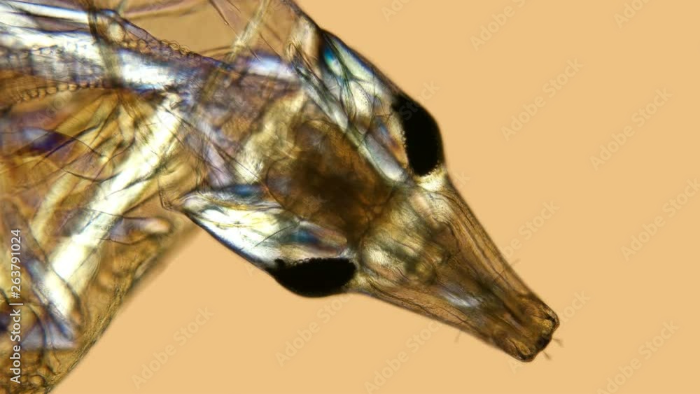 mosquito larvae under a microscope, head Khaoborus, visible internal ...