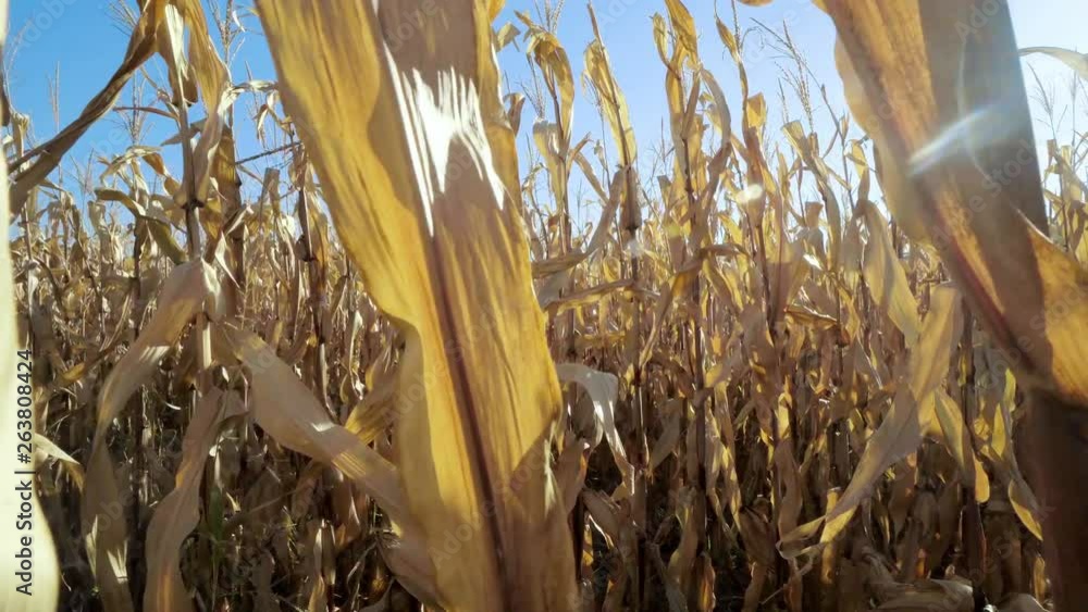 A corn maze or maize maze is a maze cut out of a corn field. The first ...
