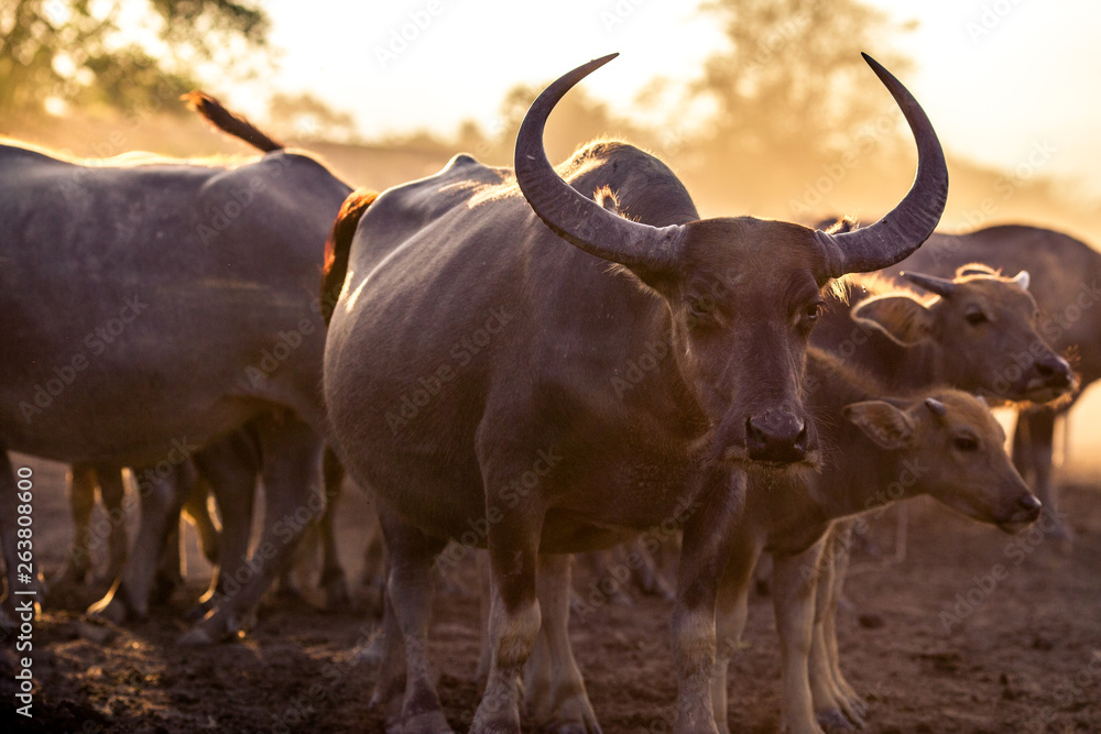 The background of animals (buffalo herds) that walk, run in the fields ...