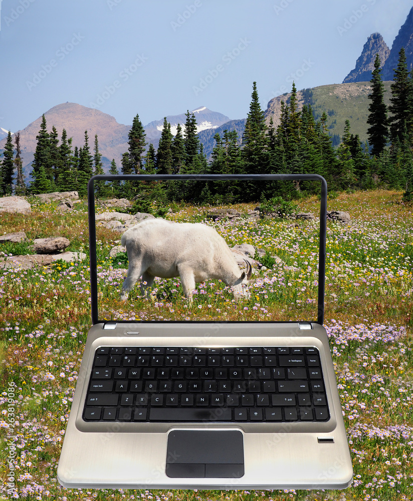 Focus Stacked Image of a White Mountain Goat Grazing Among The Wild ...