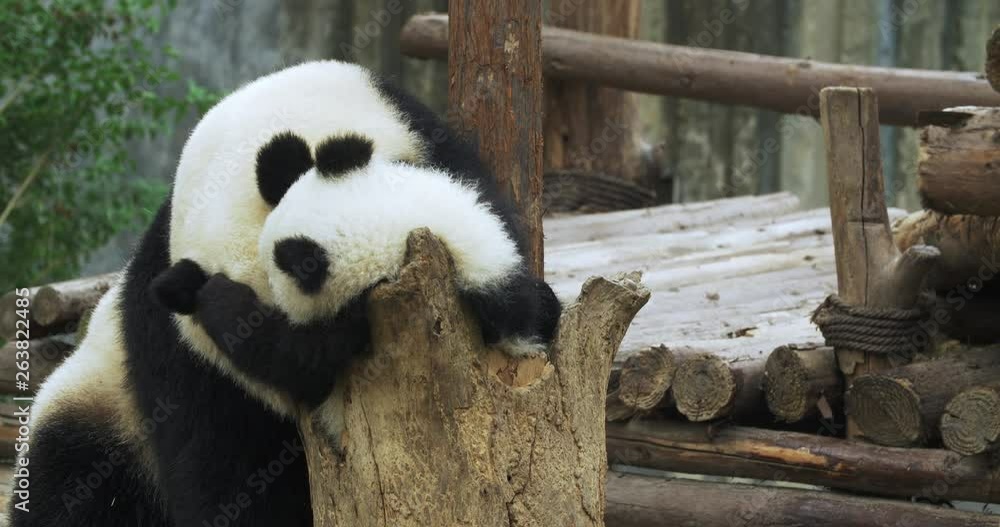 Three cute pandas are enjoy their relaxing time together on a sunny day ...