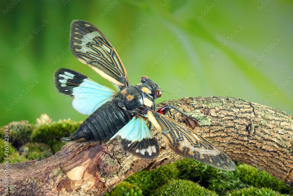 Cicada : Blue butterfly-wings cicada (Distantalna splendida) is a ...