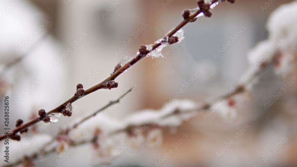 Spring snow with bud and flower blossom tree of Japanese apricot ...