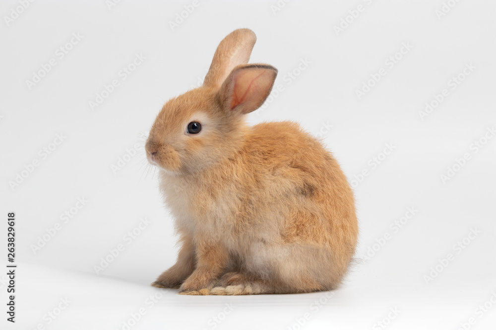 Little brown rabbit sitting on isolated white background at studio. It ...