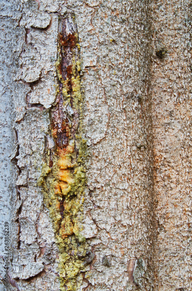 Norway Spruce Bark