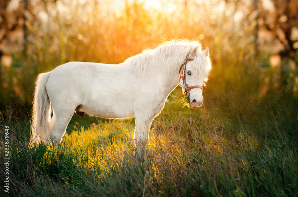 white pony little horse with blue eyes beautiful portrait magic light ...