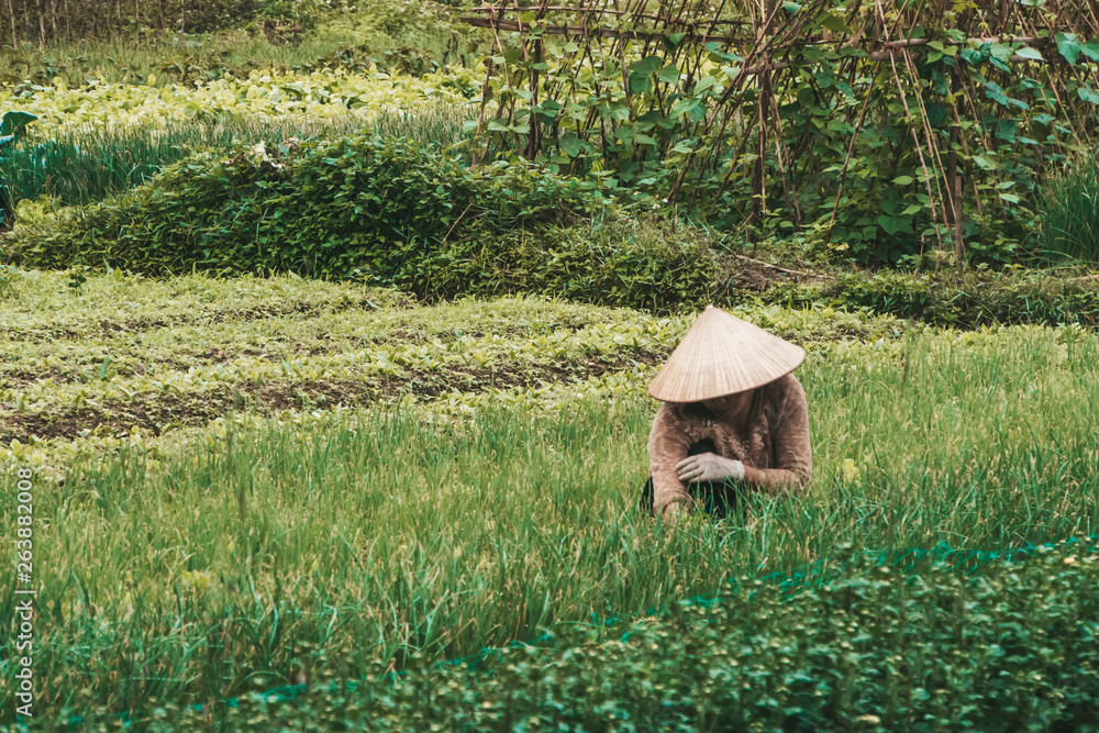 Farmer wearing traditional Vietnamese hat on field in Vietnam. Worker ...