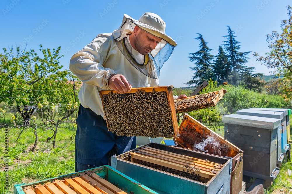 Beekeeper at Work. Bee keeper lifting shelf out of hive. The beekeeper ...