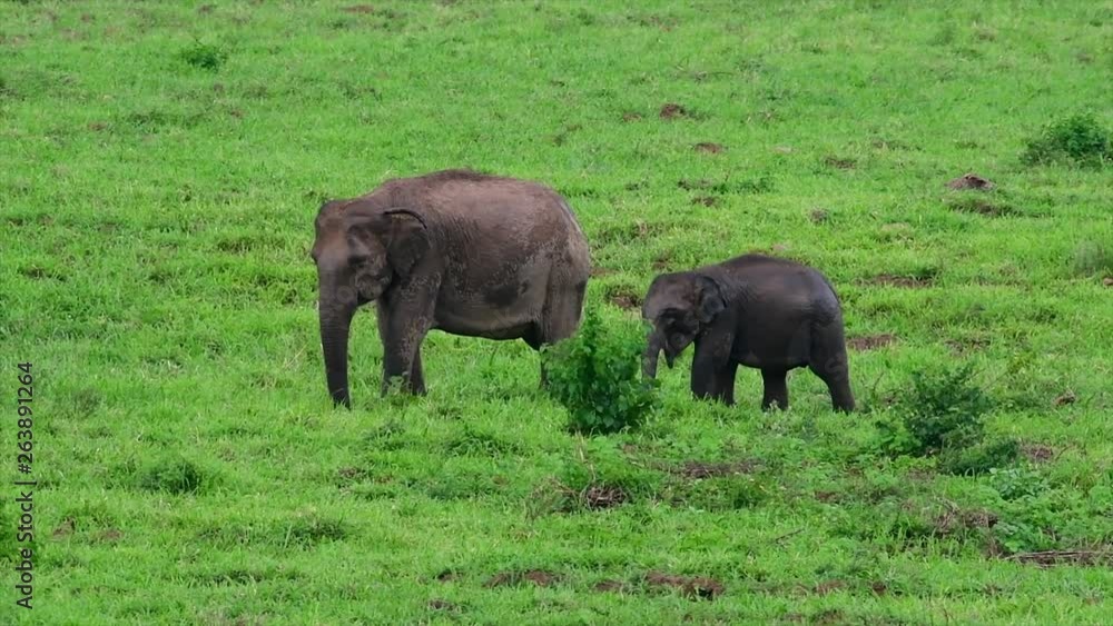 The Asiatic Elephants are endangered species and they are also ...
