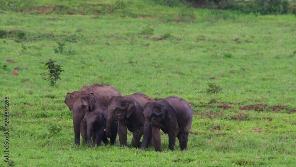 The Asiatic Elephants are endangered species and they are also ...