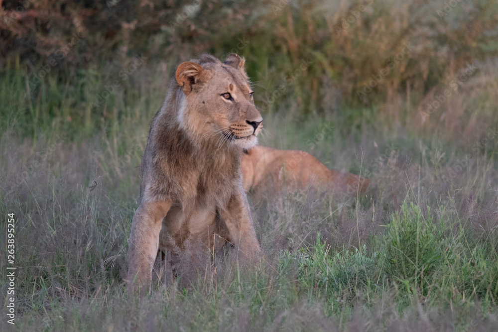 Beautiful Lion Caesar in the golden grass of Masai Mara, Kenya Panthera ...