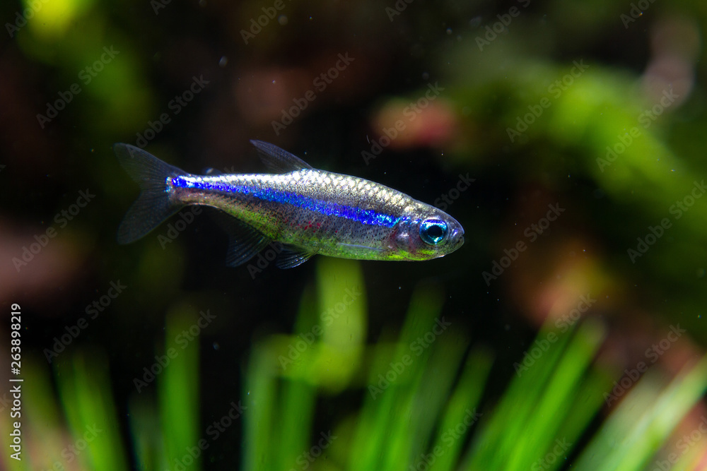 Platinum Green Neon Fish (Paracheirodon simulans) a rare variant of ...