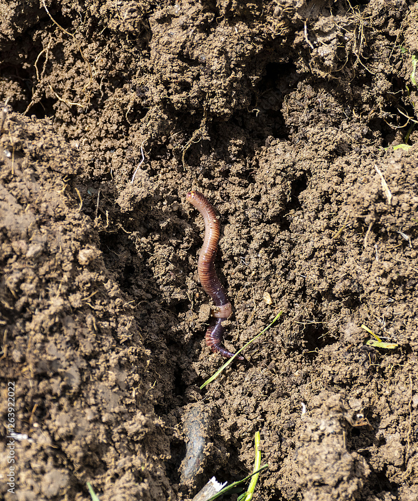 worms in the soil,Worm is moving in the soil, Stock Photo | Adobe Stock