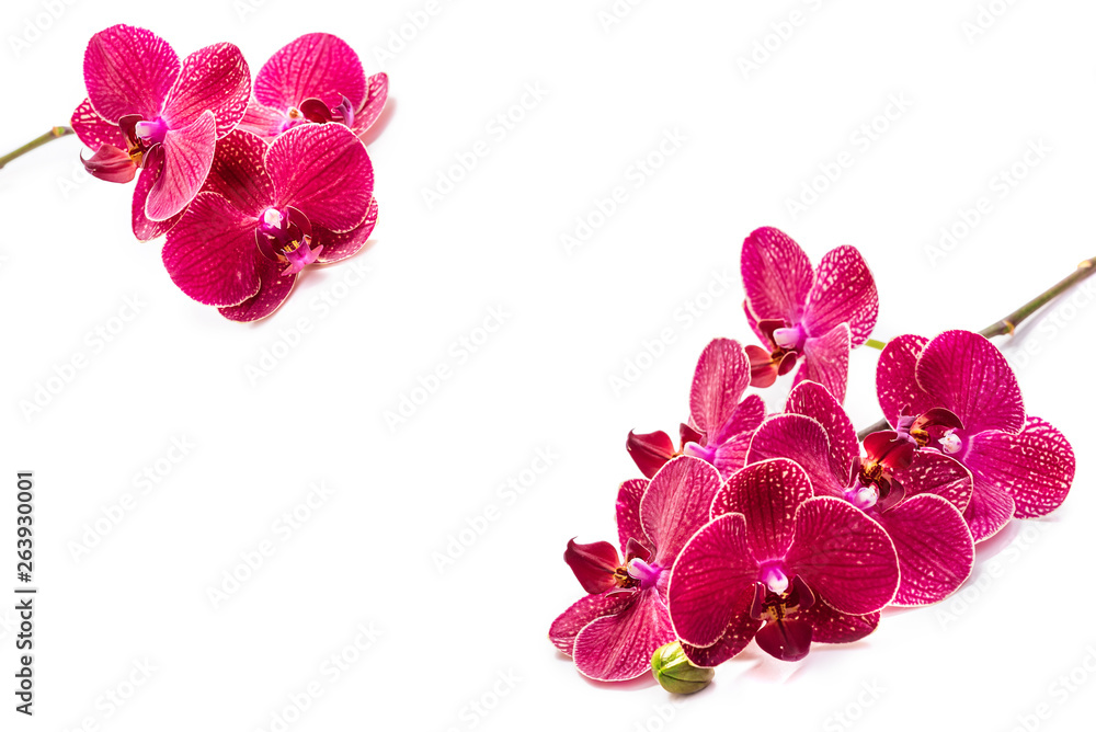 Orchids. Red flowers. Orchid flower frame. Background. Isolate on white ...