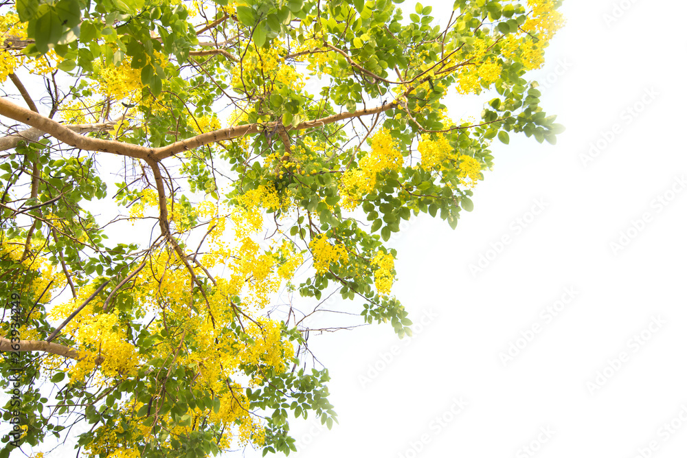 Beautiful of cassia fistula blooming on tree isolated on white ...