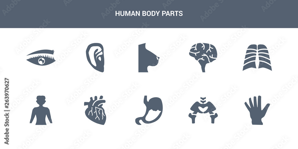 10 human body parts vector icons such as hand showing palm, hip bone ...