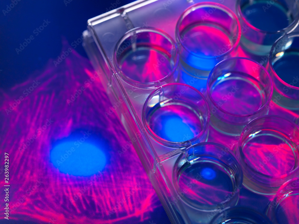 Stem cells cultivated red growth medium in a culture jar with the ...