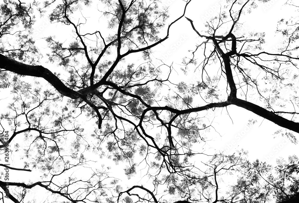 Abstract Tree Branches