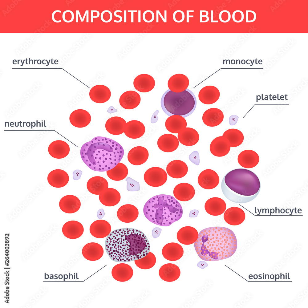 Infographics of composition of blood: red and white cells under a ...